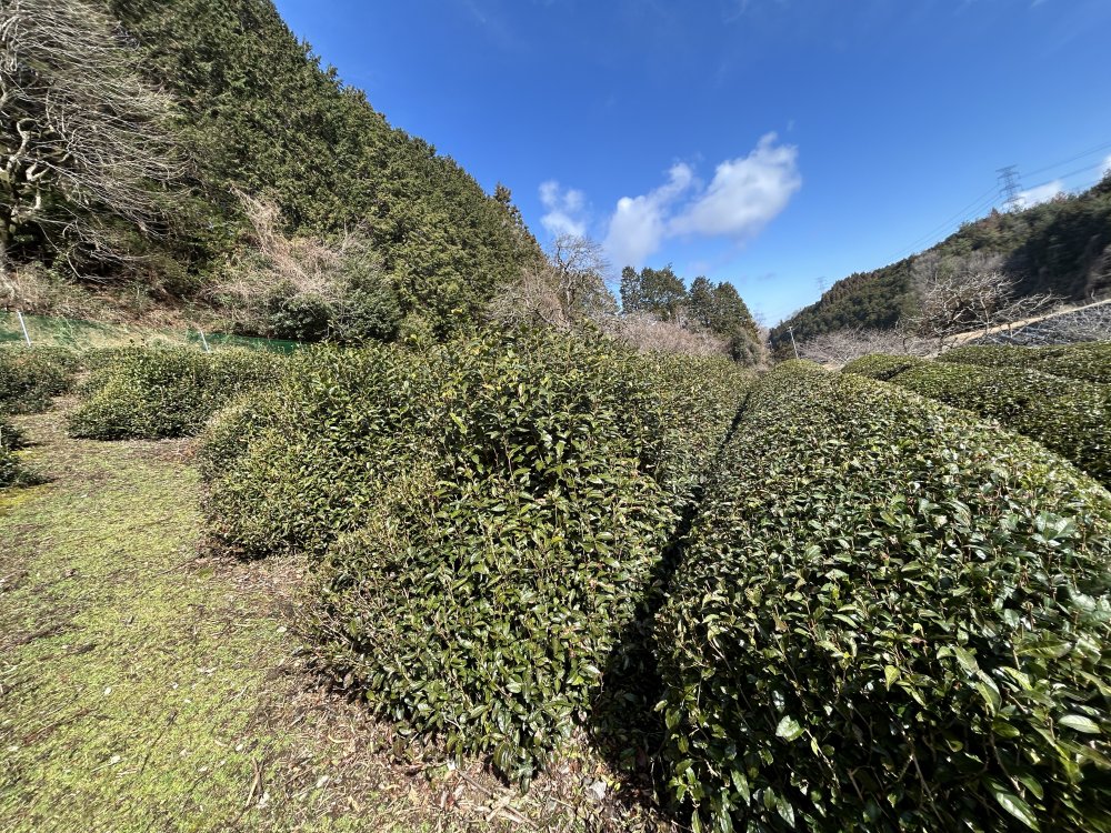Nezapomenutelná cesta za japonským čajem. | ORIENTAL zboží z celého světa